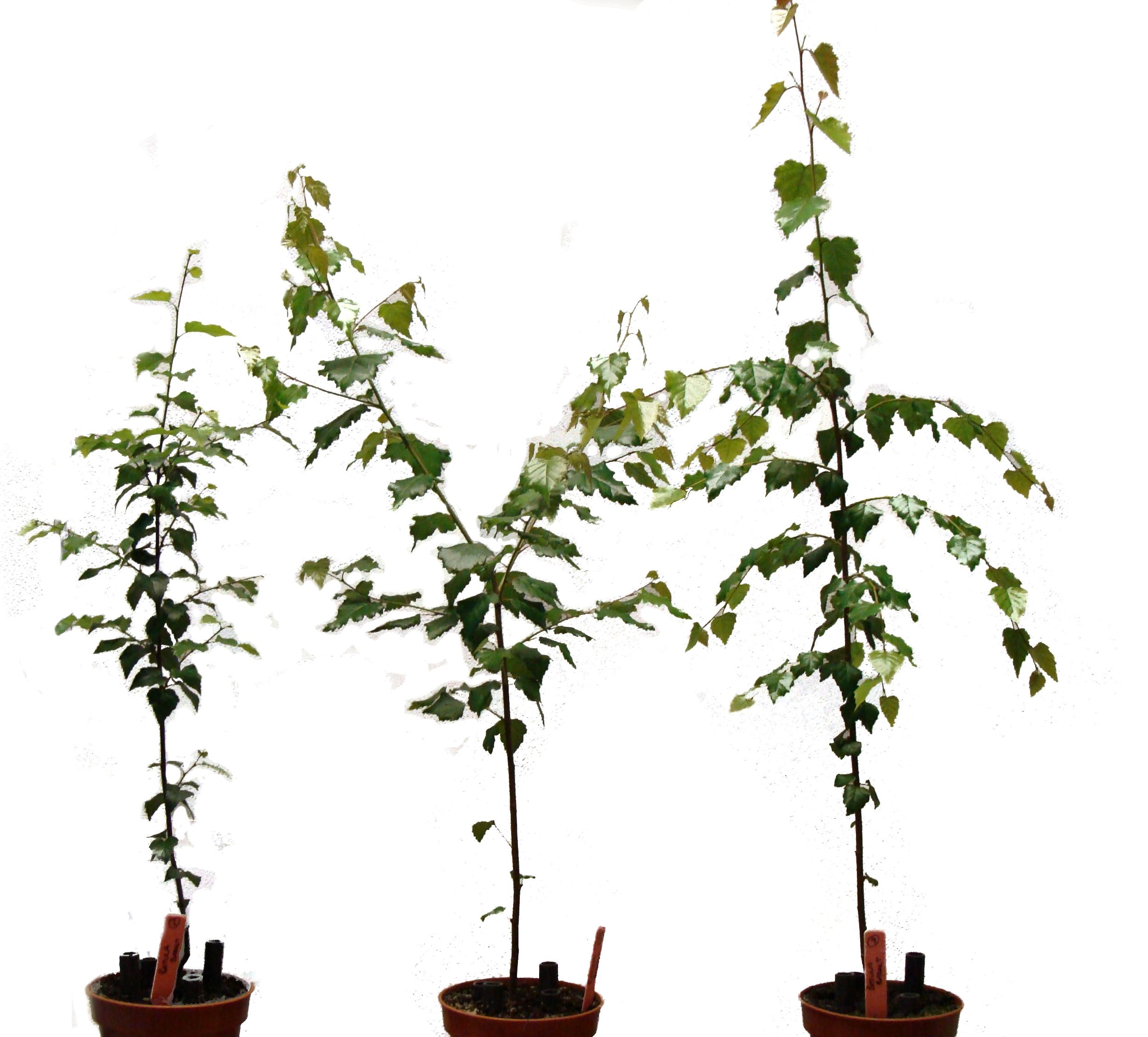 EGU - Media Library - Silver birch trees used in the experiment