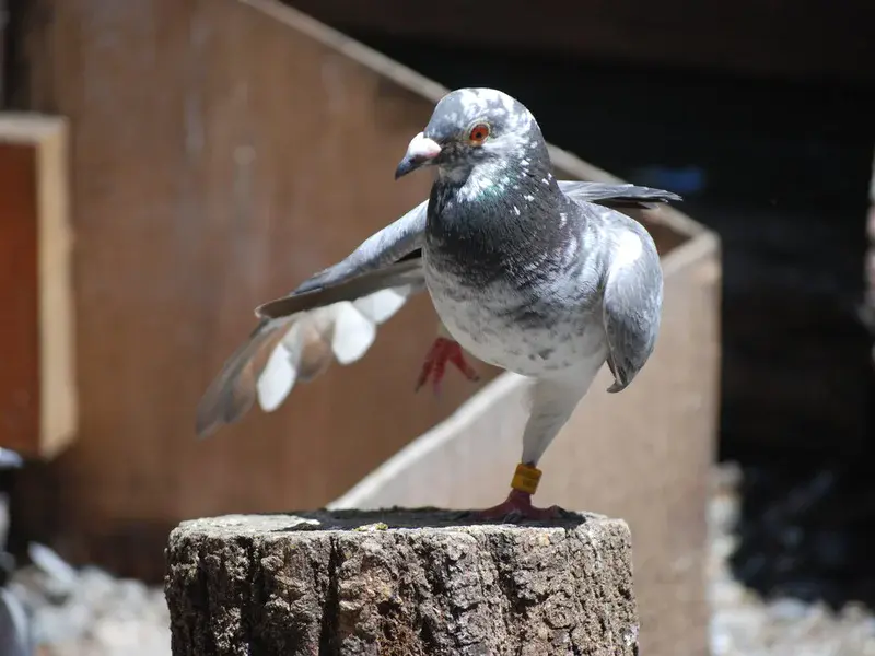 EGU - Education - Planet Press - Articles - How do pigeons find home?